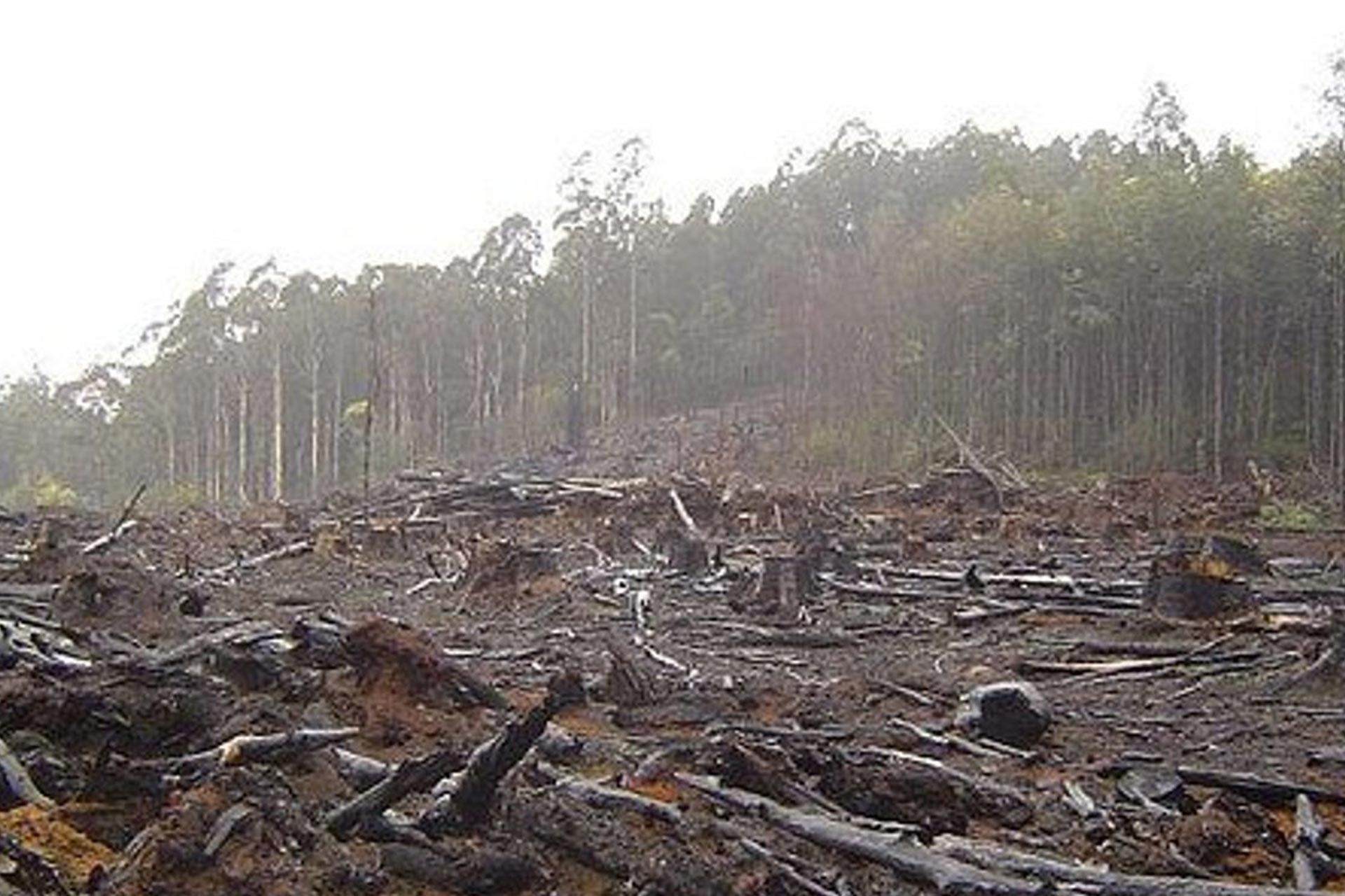 Desarrollo: un proyecto fallido - El Pulso